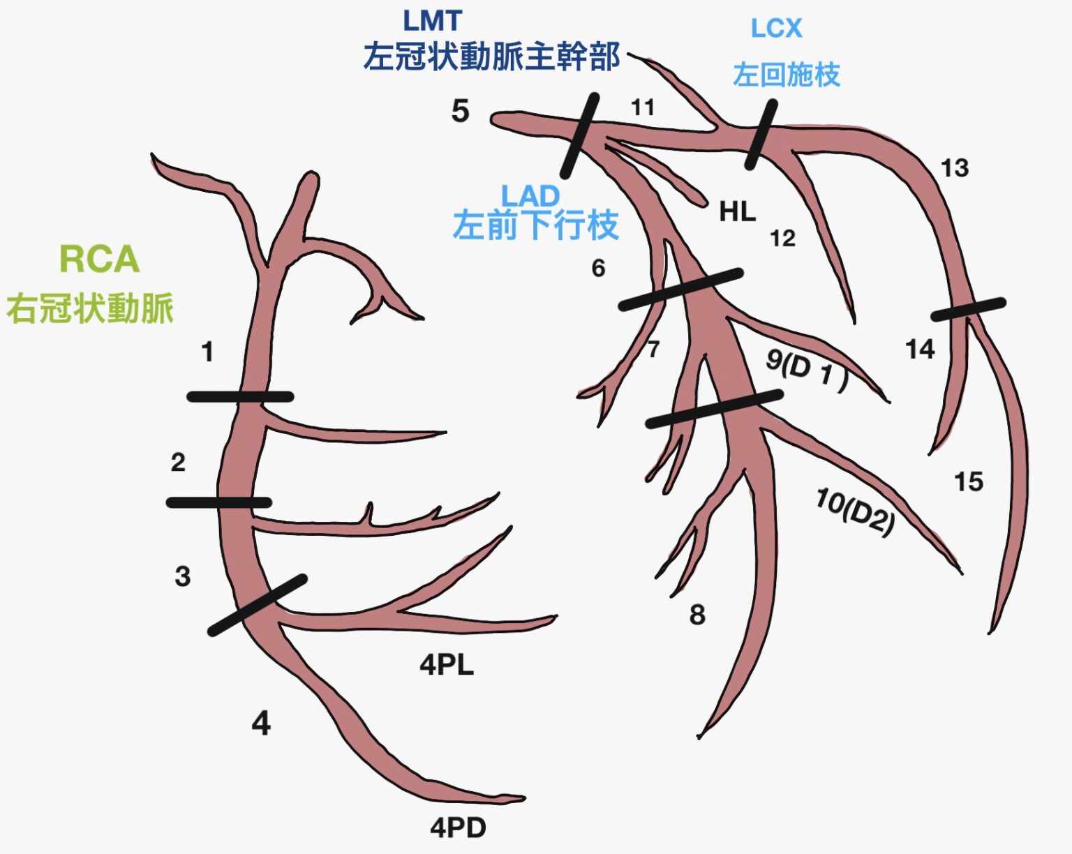 【術式の違い】冠動脈バイパス術（CABG）の手術介助①